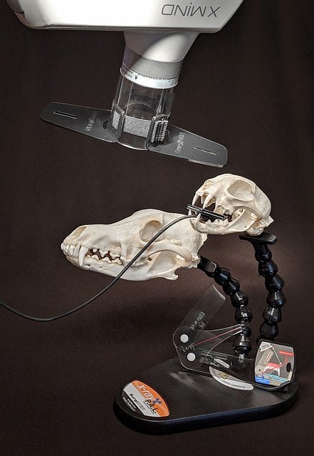X-RAY PAL® | Radiographic Positioning Model | SurgiDEN® | Specialty ...